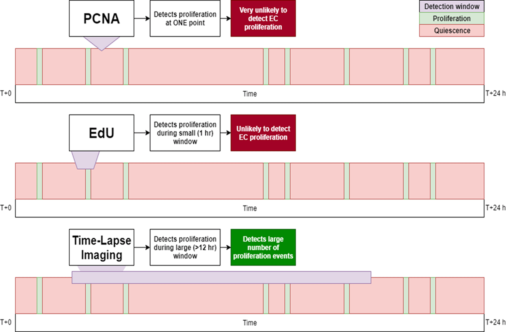 Quantifying endothelial cell proliferation in the... | F1000Research