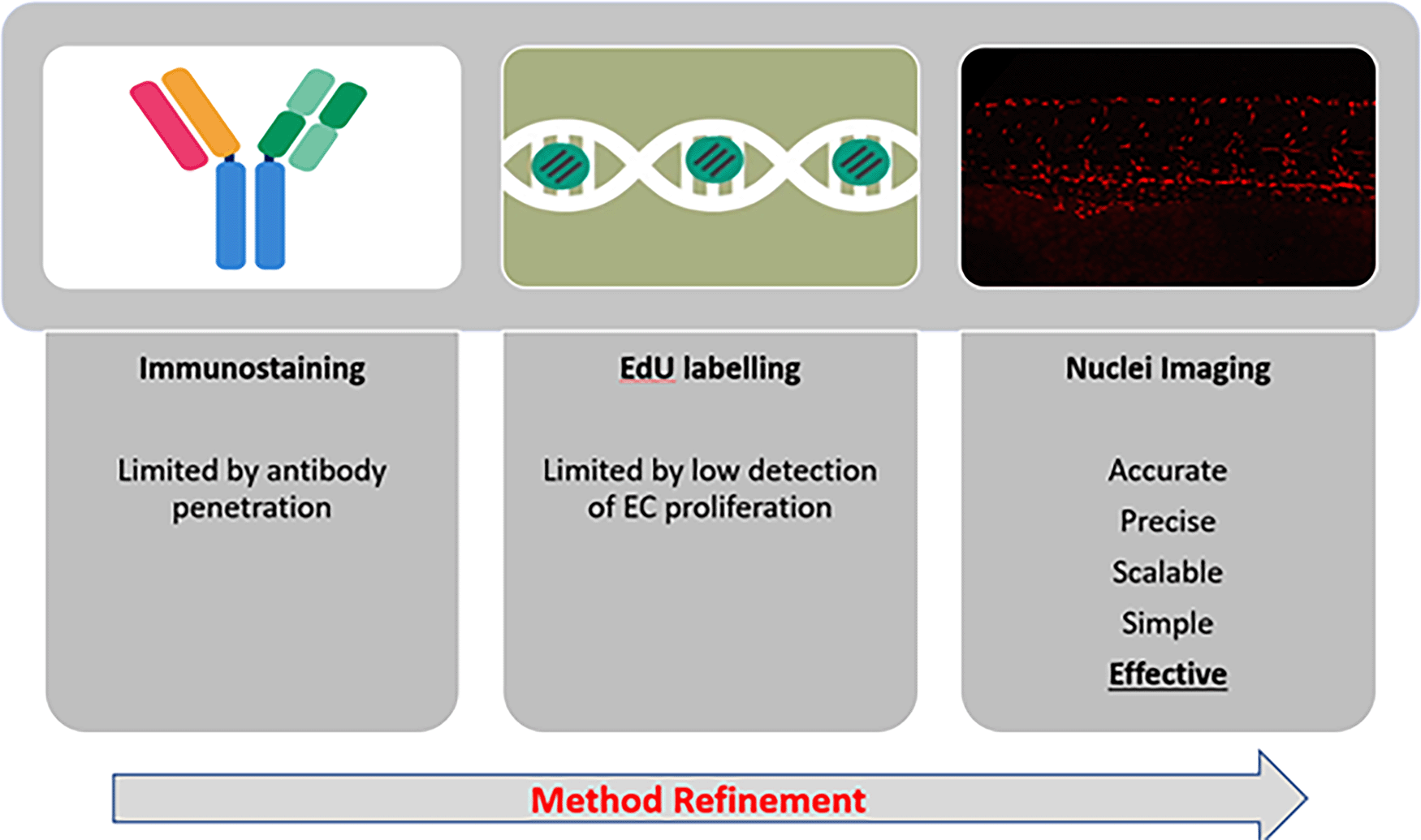Quantifying endothelial cell proliferation in the... | F1000Research
