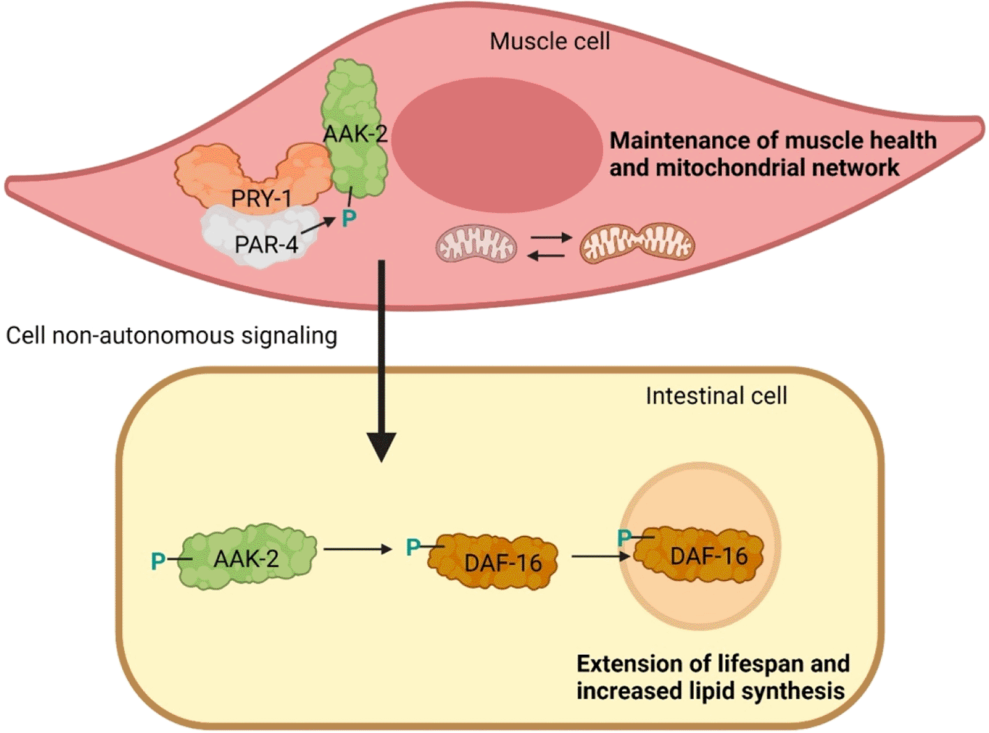 AXIN-AMPK signaling: Implications for healthy aging | F1000Research