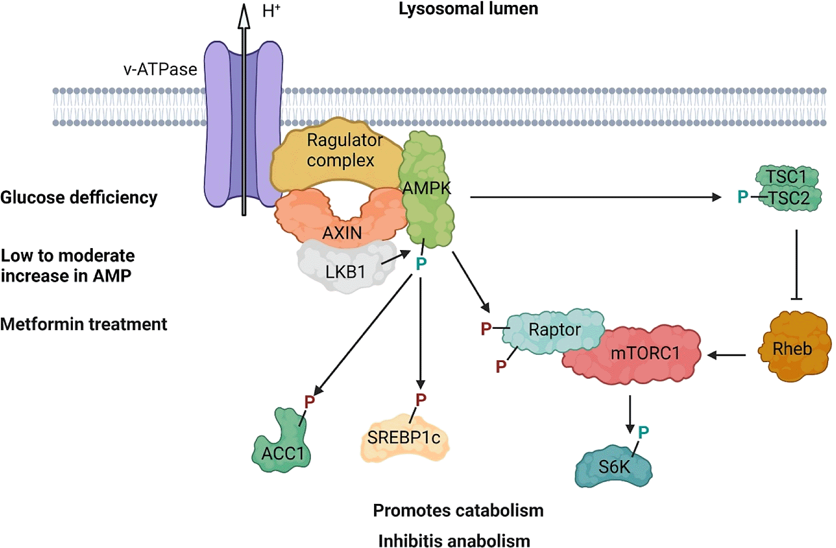 AXIN-AMPK signaling: Implications for healthy aging | F1000Research