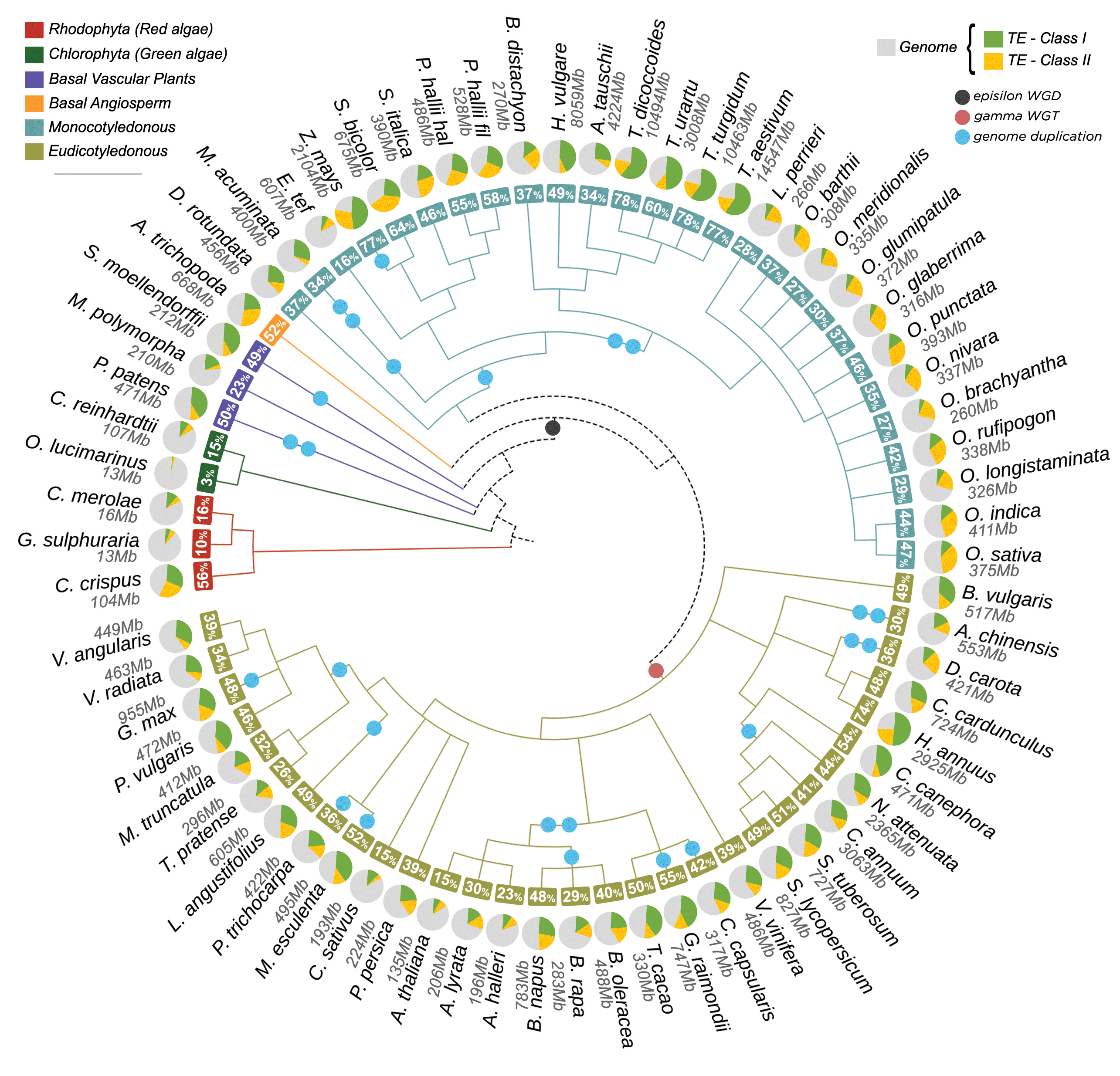 An Atlas of Plant Transposable Elements | F1000Research