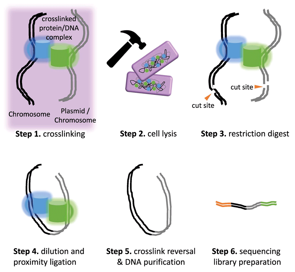 Metagenomic Chromosome Conformation Capture (3C):... | F1000Research