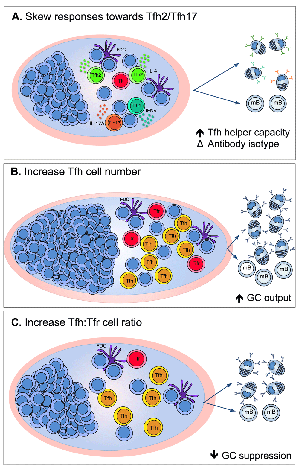 Can follicular helper T cells be targeted to... | F1000Research