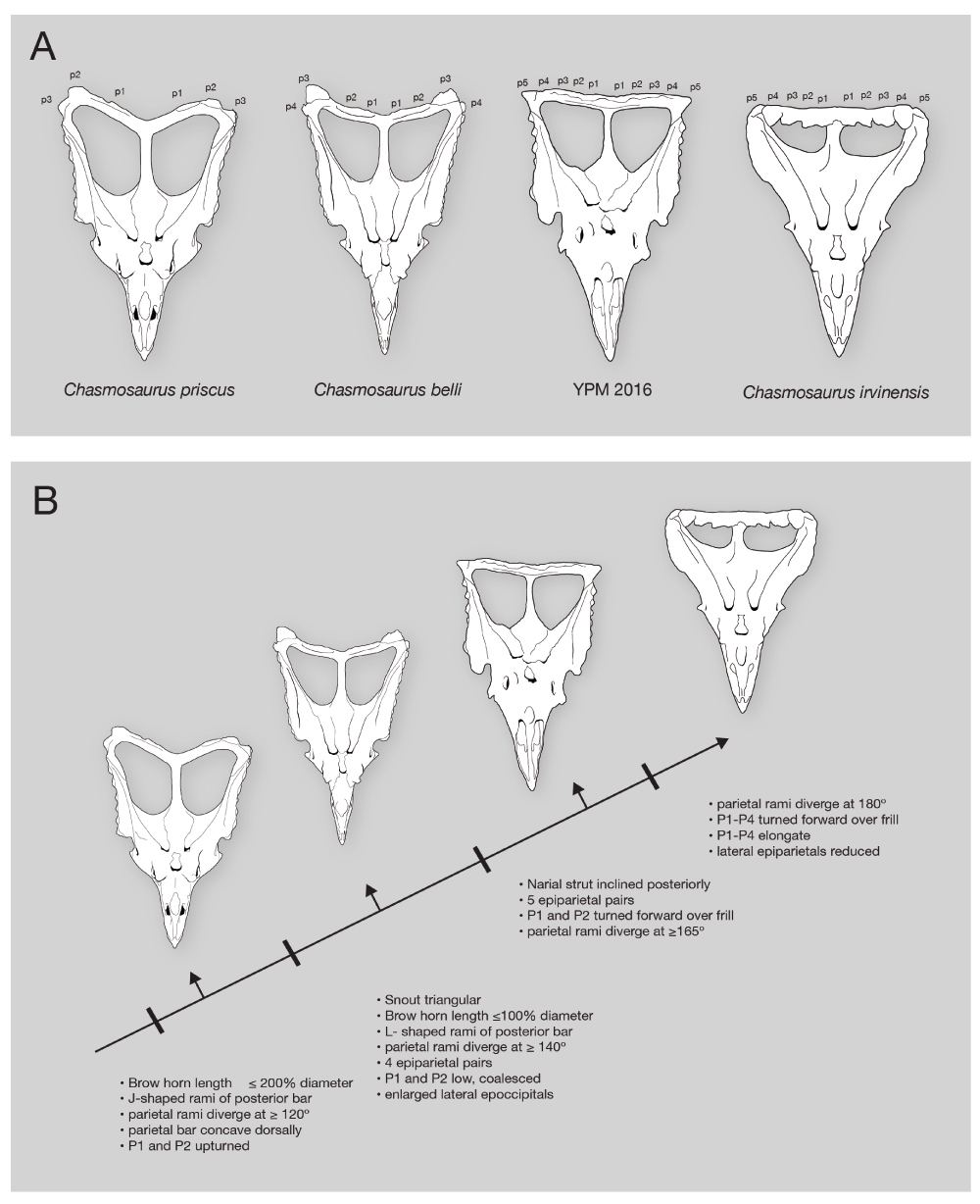 Systematics of Chasmosaurus - new... | F1000Research