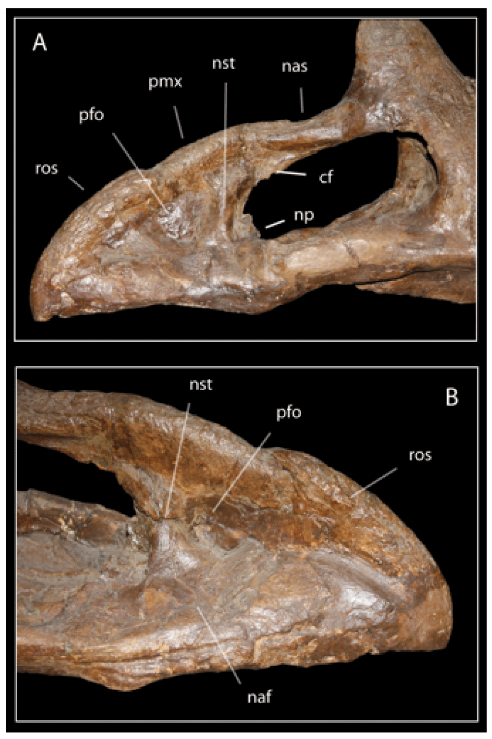 Systematics of Chasmosaurus - new... | F1000Research
