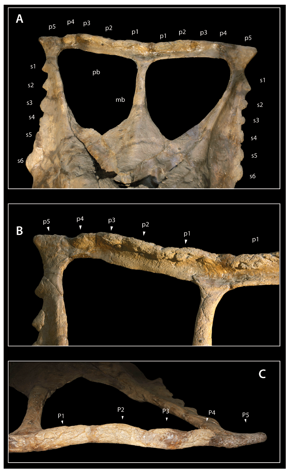 Systematics of Chasmosaurus - new... | F1000Research