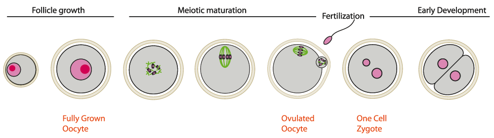 Oocyte Maturation and Development | F1000Research
