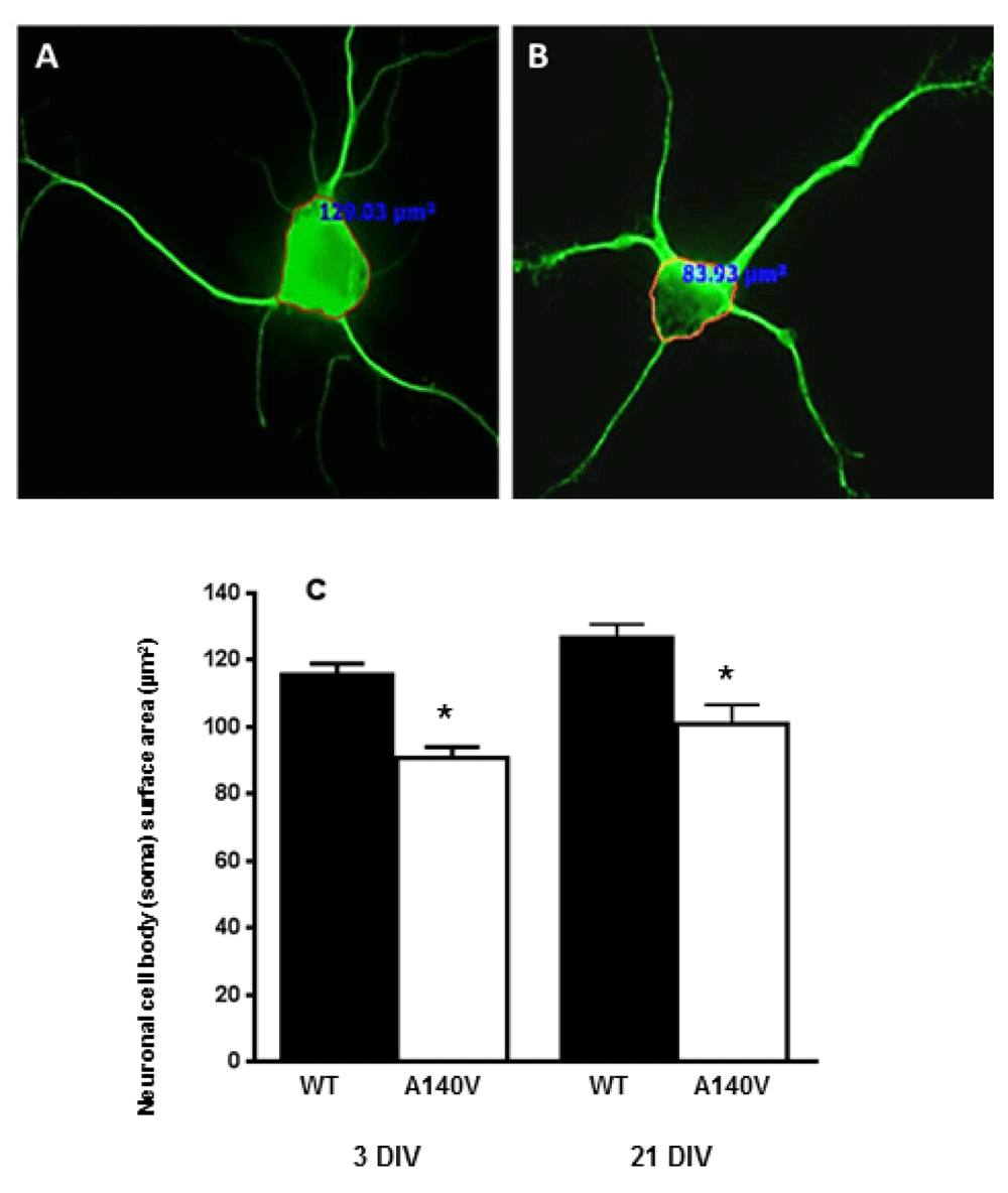 Reduced neuronal size and mTOR pathway activity... | F1000Research