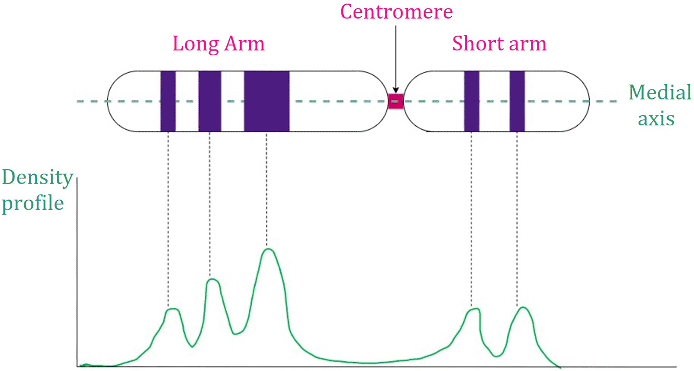 Automated human chromosome segmentation and feature... | F1000Research