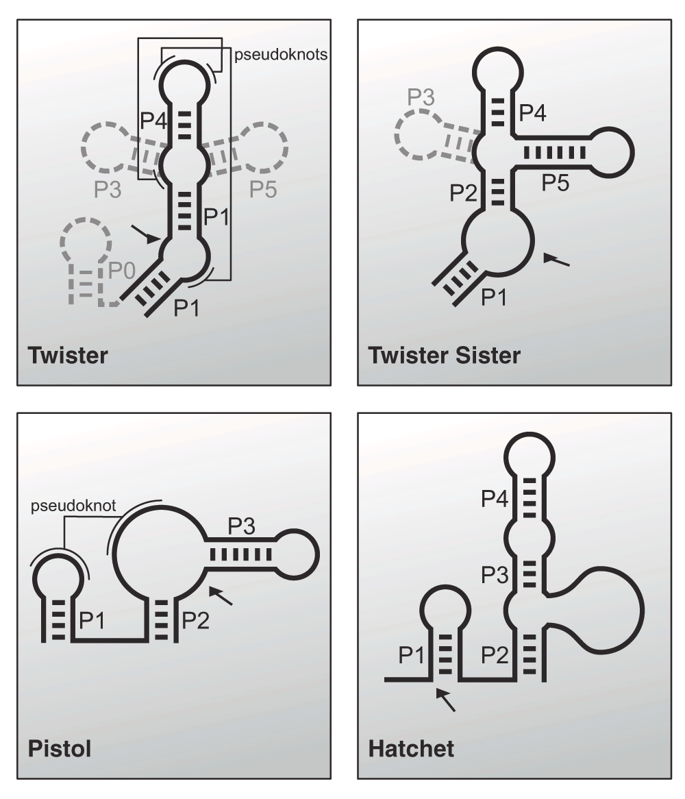 Thirty-five years of research into ribozymes and... | F1000Research
