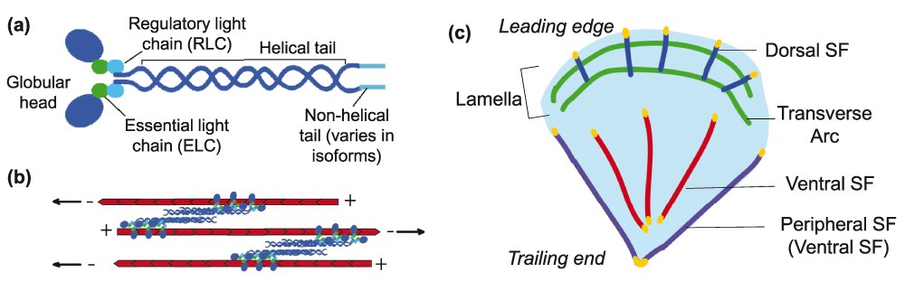 Actomyosin stress fiber mechanosensing in 2D and 3D | F1000Research
