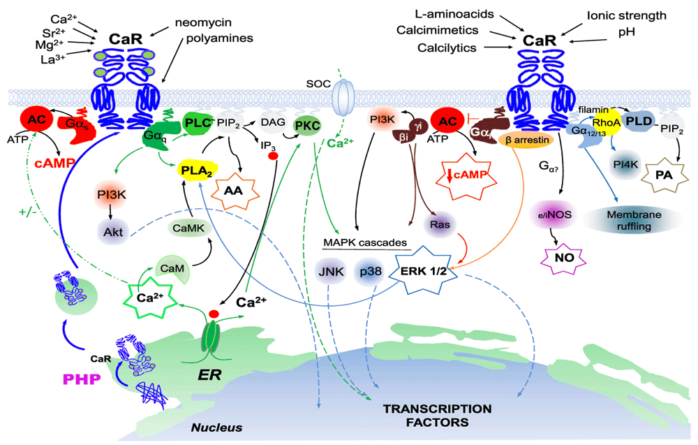 Recent advances in understanding the... | F1000Research