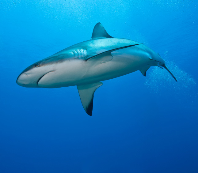 Articles from collection Elasmobranch biology & conservation ...